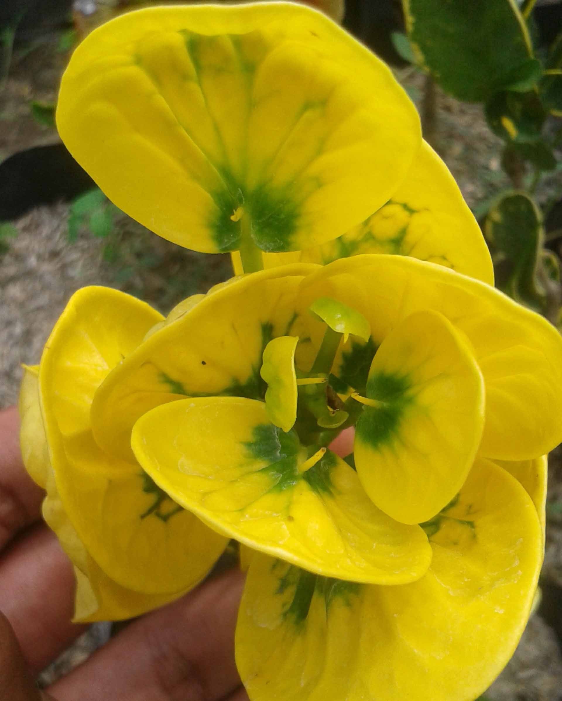 8 Tanaman Berdaun Lebar ini Bagus untuk Dekorasi Rumah