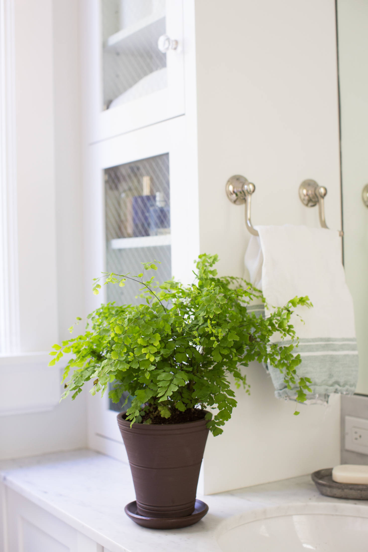 Harus Tahu! 6 Tanaman Hias untuk Tiap Ruangan di Rumah