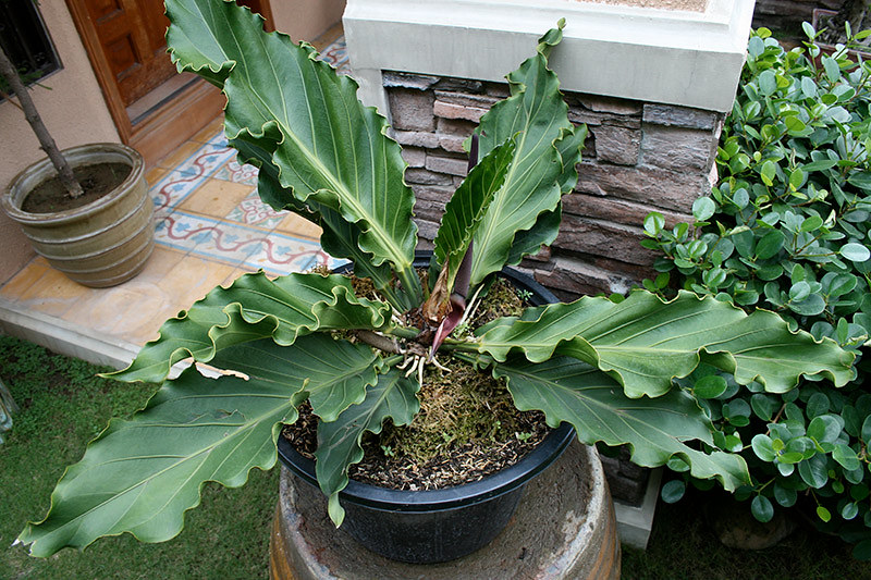 8 Tanaman Berdaun Lebar ini Bagus untuk Dekorasi Rumah