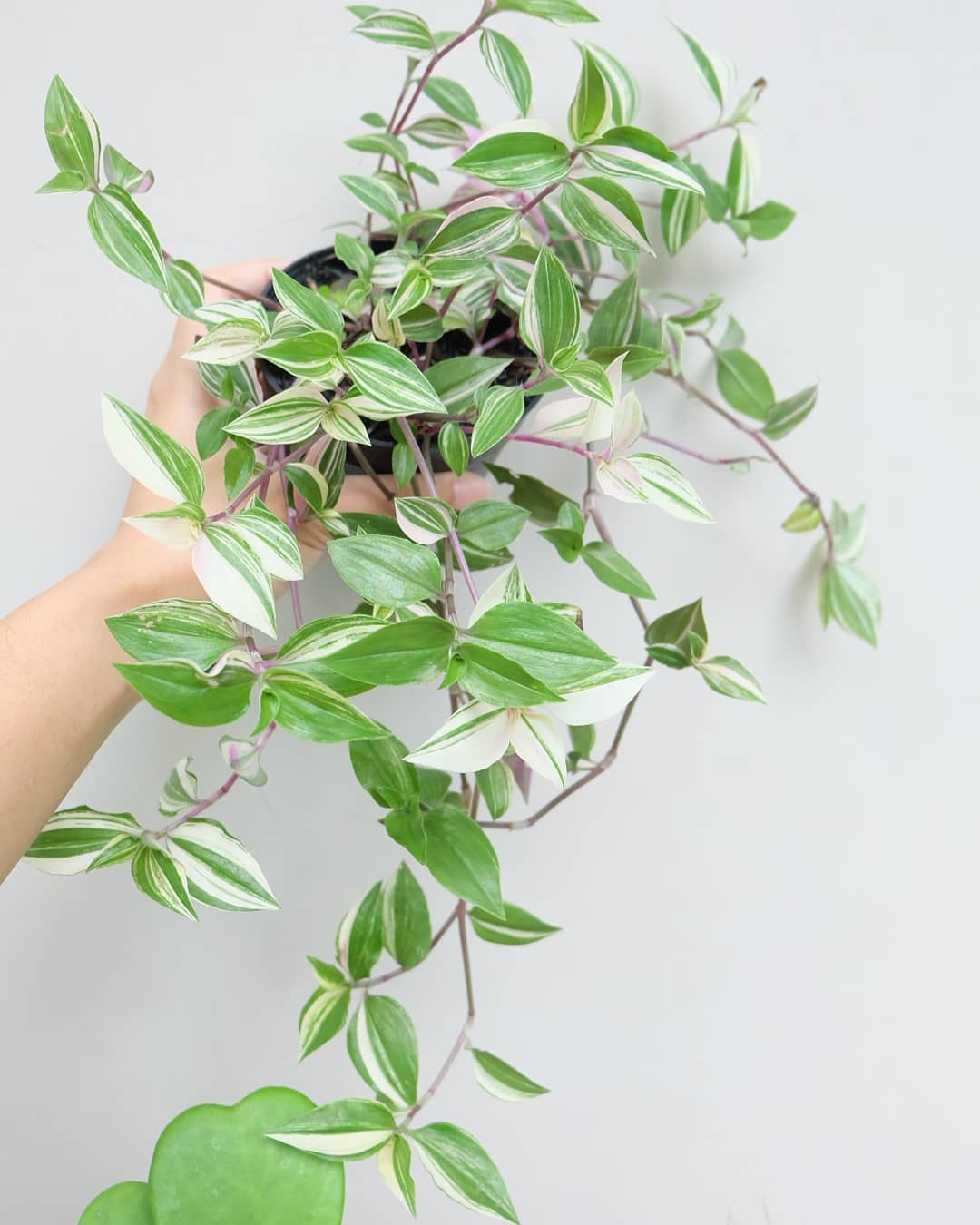 Sehat dan Segar, Inilah 15 Jenis Tanaman Hias Gantung