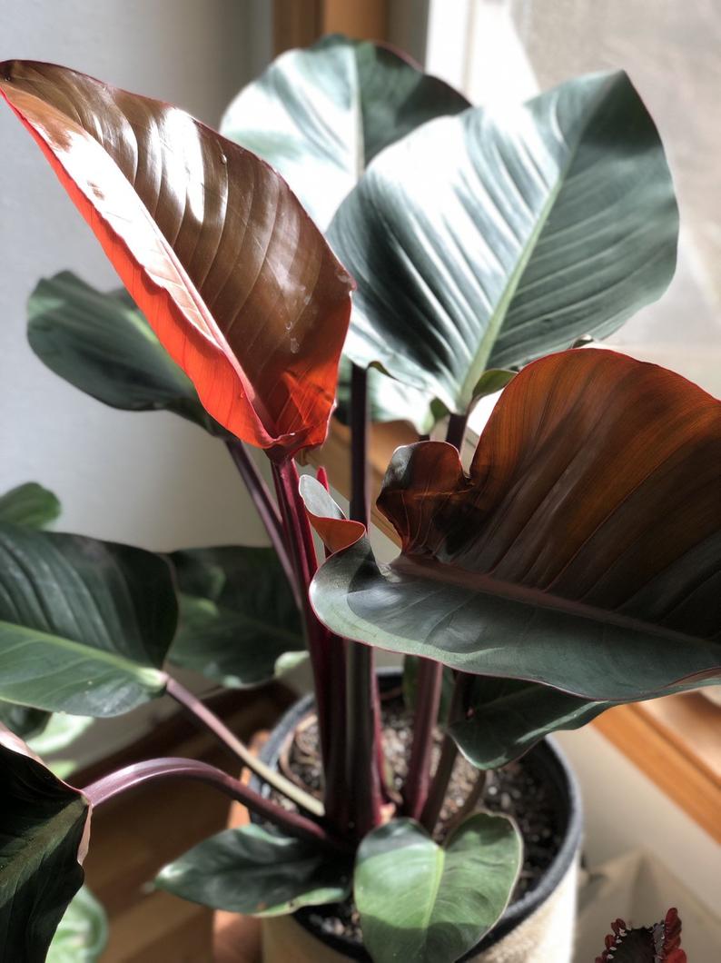 Tanaman Hias Berdaun Lebar / 8 Tanaman Berdaun Lebar ini Bagus untuk ...