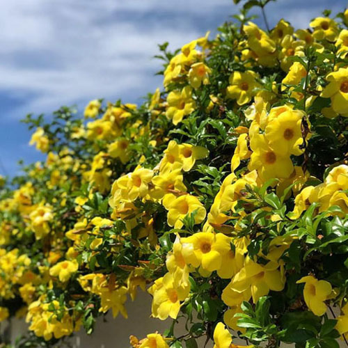 Kenali Tanaman Rambat Ini, Solusi Praktis Rumah Cantik