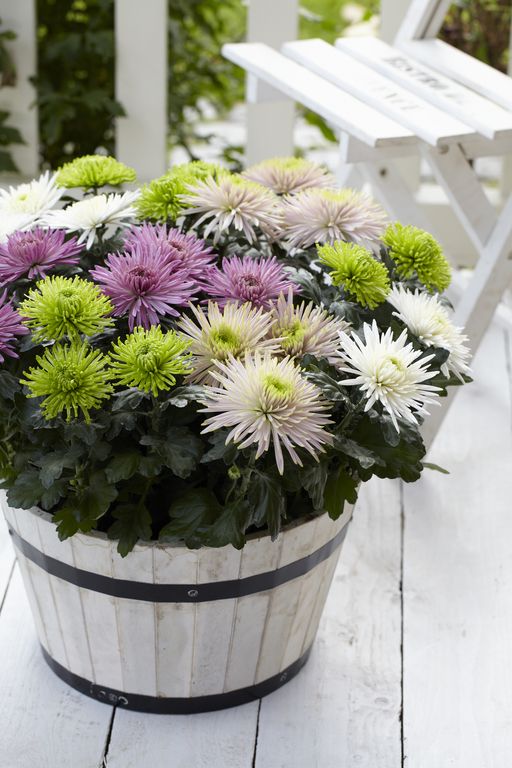 Cantiknya Bunga Krisan, Temukan Aneka Jenisnya Di Sini!