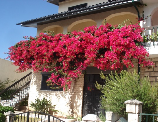 Kenali Tanaman Rambat Ini, Solusi Praktis Rumah Cantik