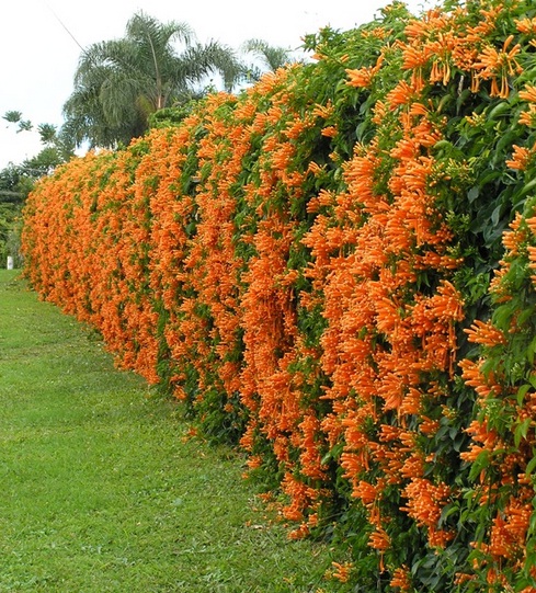 Kenali Tanaman Rambat Ini, Solusi Praktis Rumah Cantik