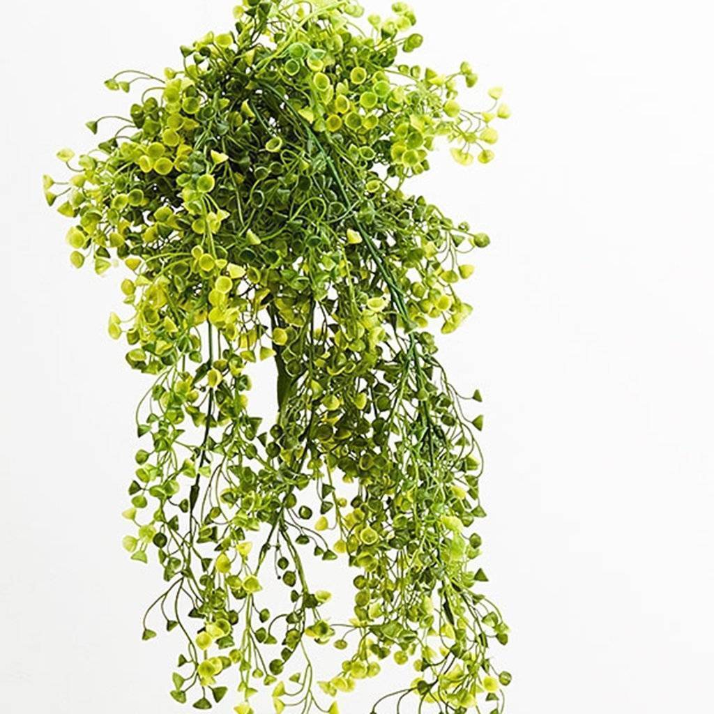 Sehat dan Segar, Inilah 15 Jenis Tanaman Hias Gantung